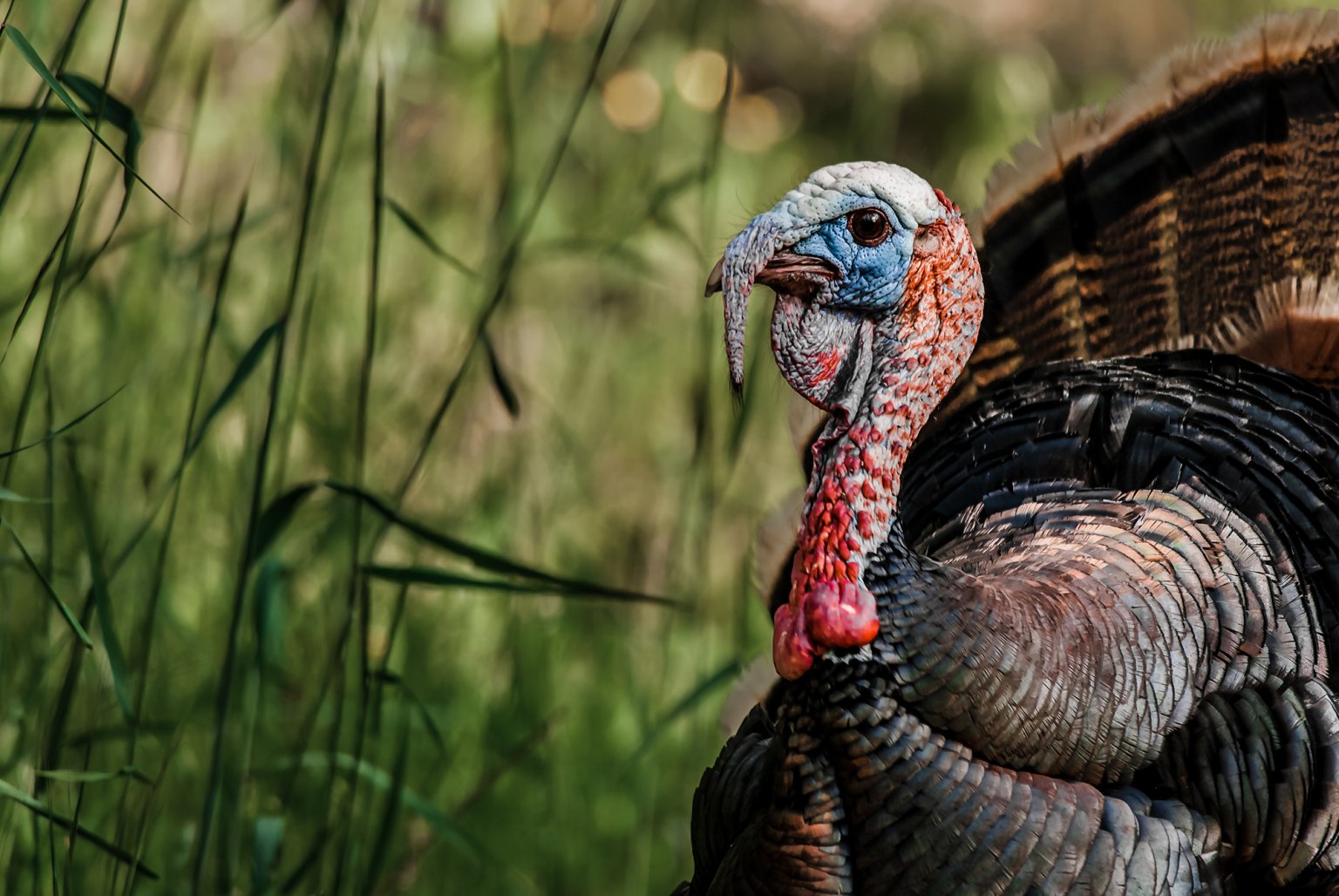 Is a Jake Considered a Bearded Turkey - EatHappyProject