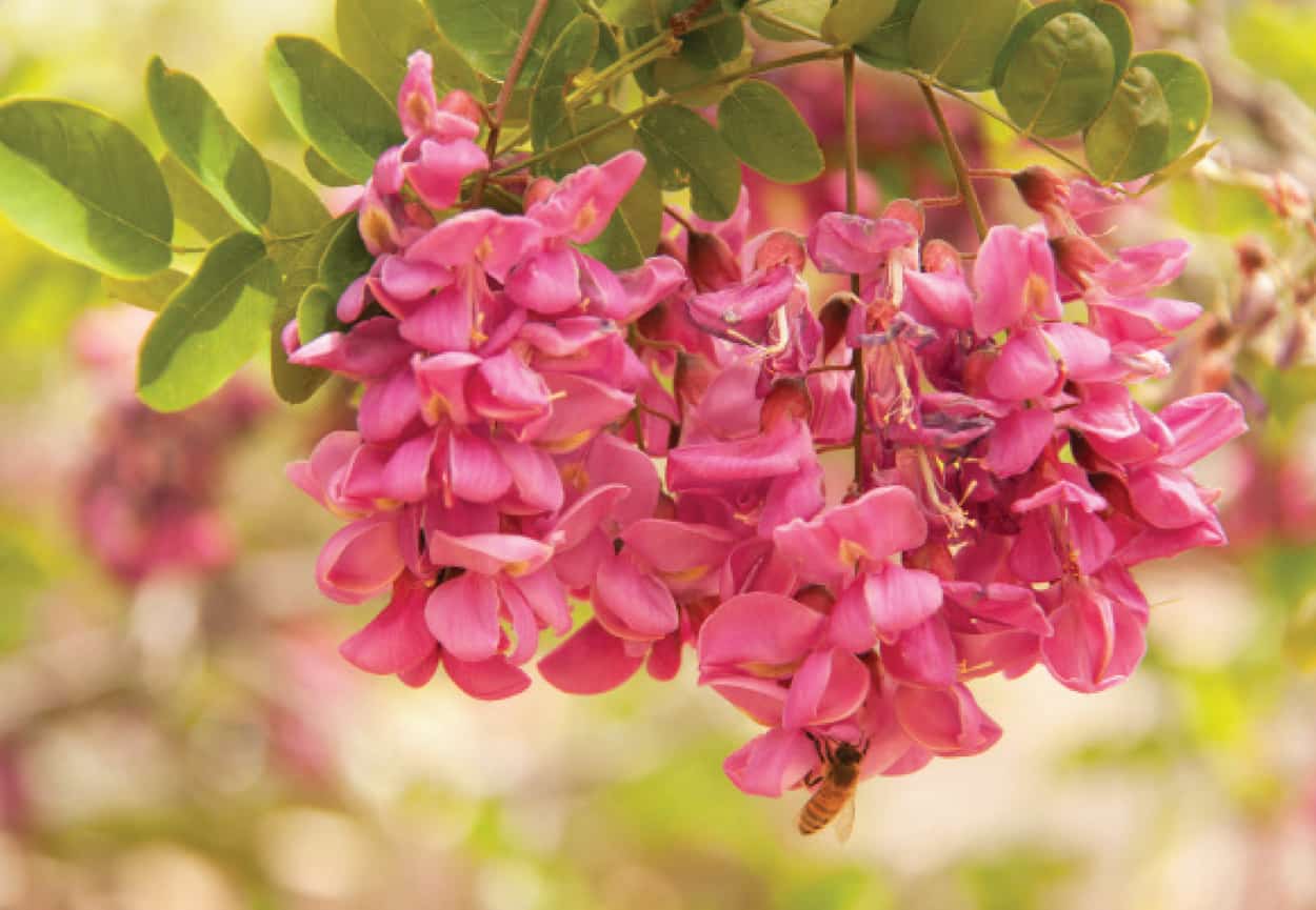 What Are Some Fun Facts About Locust Trees? - EatHappyProject