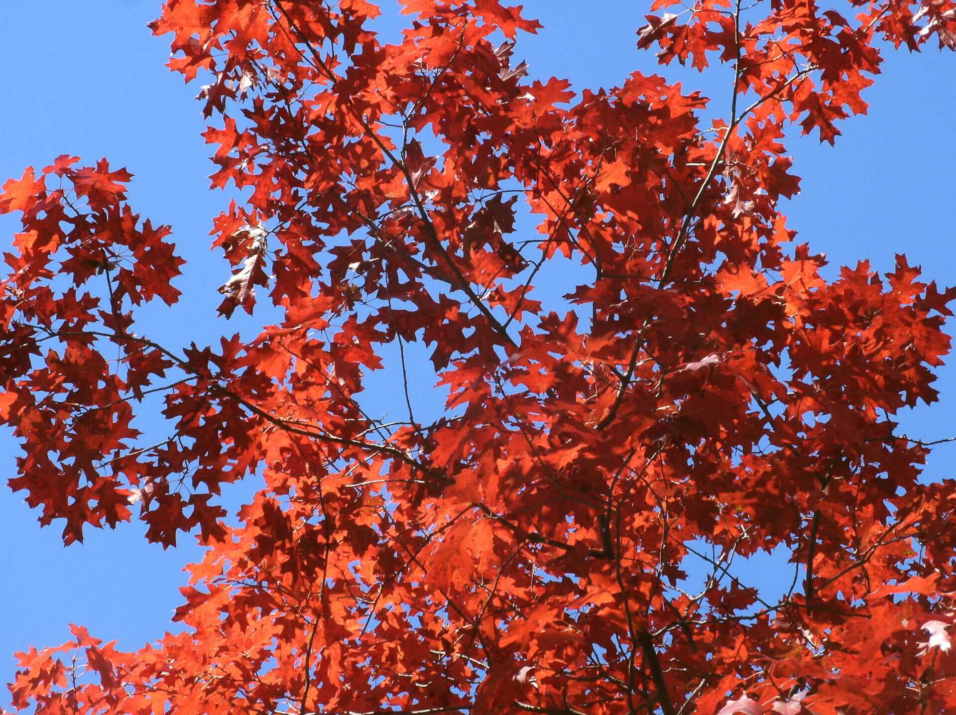 What Type of Oak Tree is Tall and Skinny? - EatHappyProject