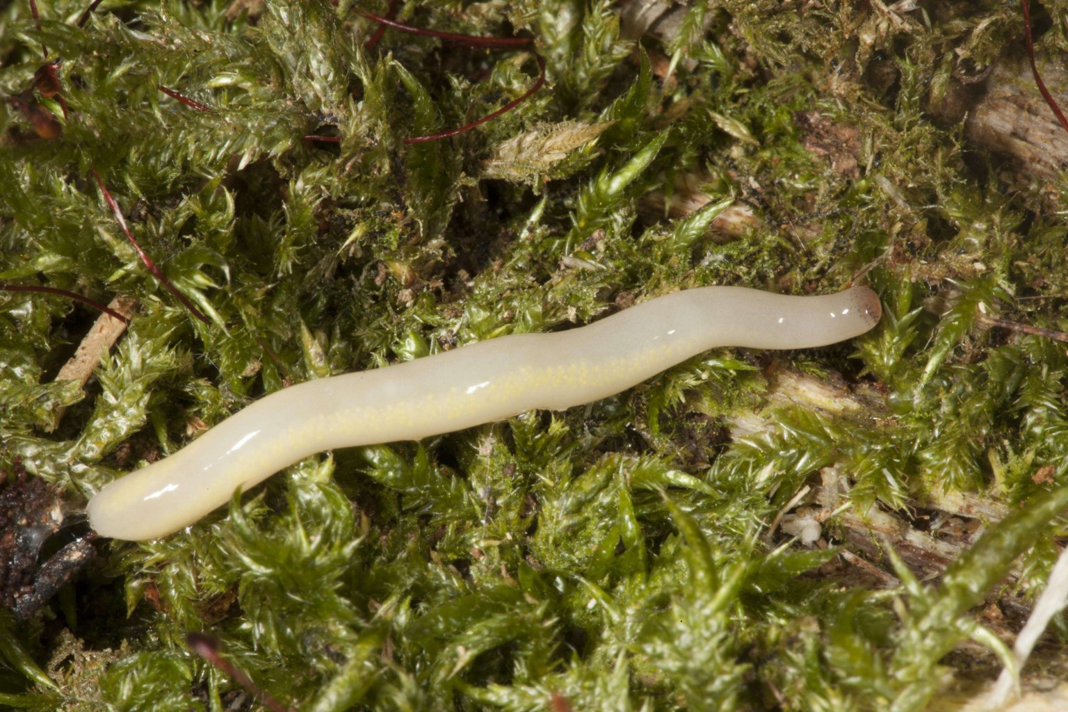 What Are Those Fuzzy Worms Called - EatHappyProject