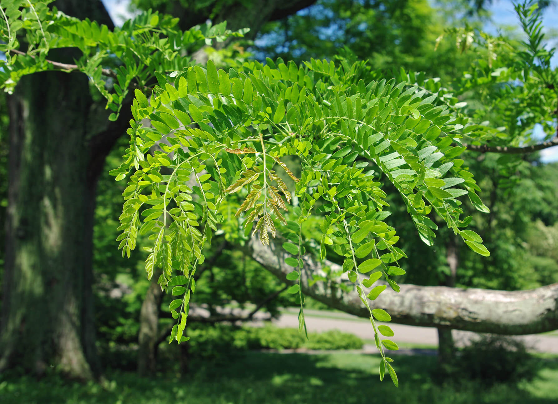 What Are Some Fun Facts About Locust Trees? - EatHappyProject