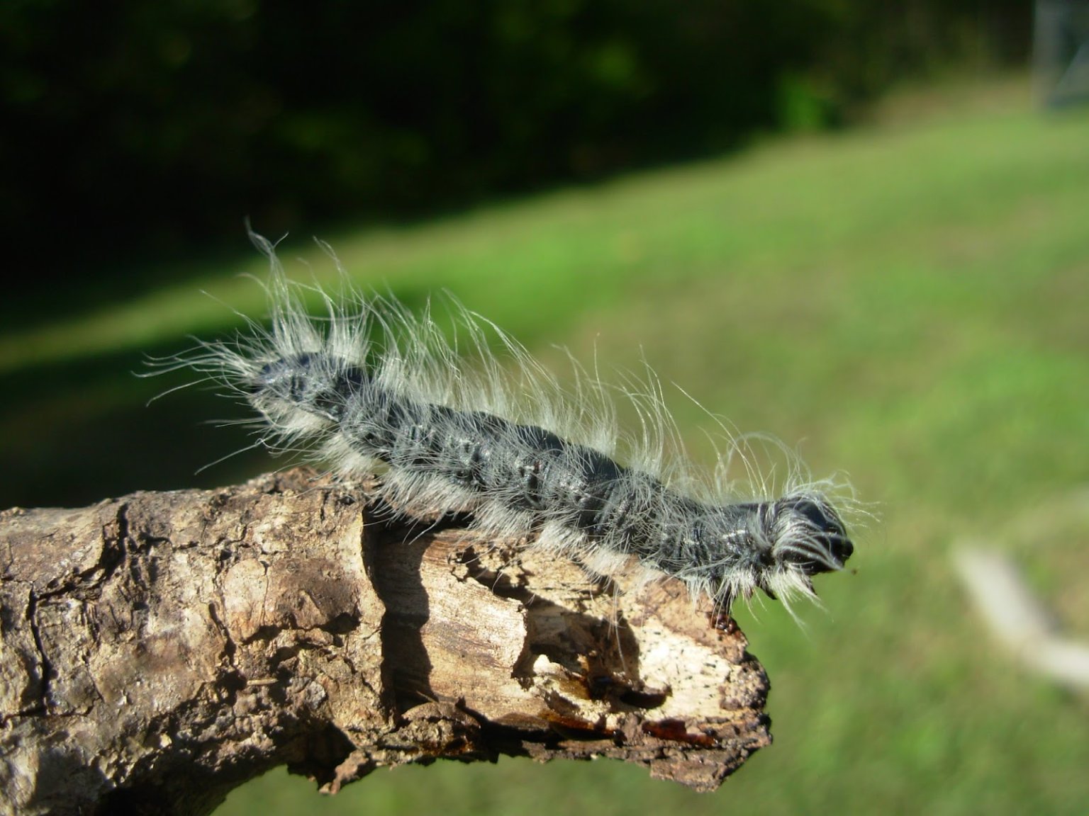What Does a Black Fuzzy Caterpillar Turn Into - EatHappyProject