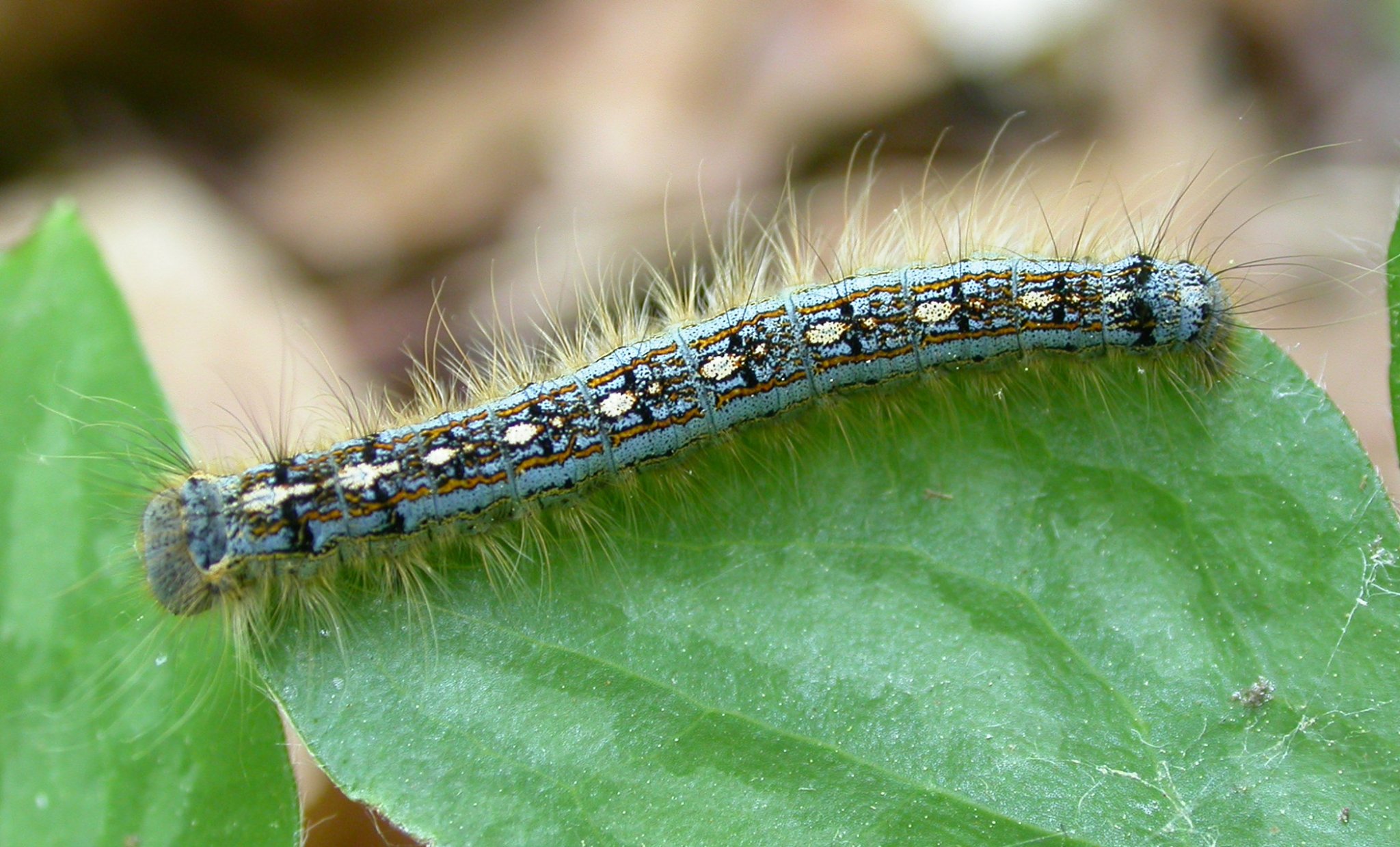 What Does a Black Fuzzy Caterpillar Turn Into - EatHappyProject