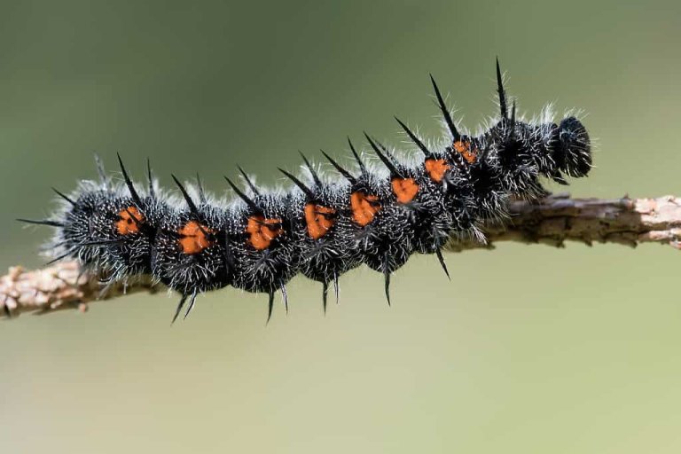 What Does a Black Fuzzy Caterpillar Turn Into - EatHappyProject