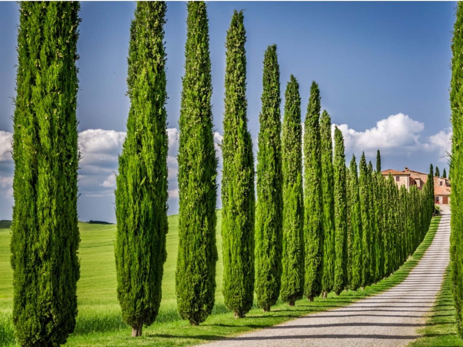 What Are the Tall Skinny Cypress Trees Called? - EatHappyProject