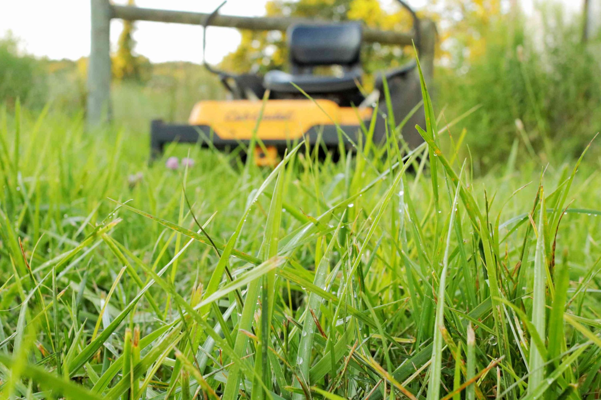 Why Should You Not Cut Grass when It's Wet - EatHappyProject